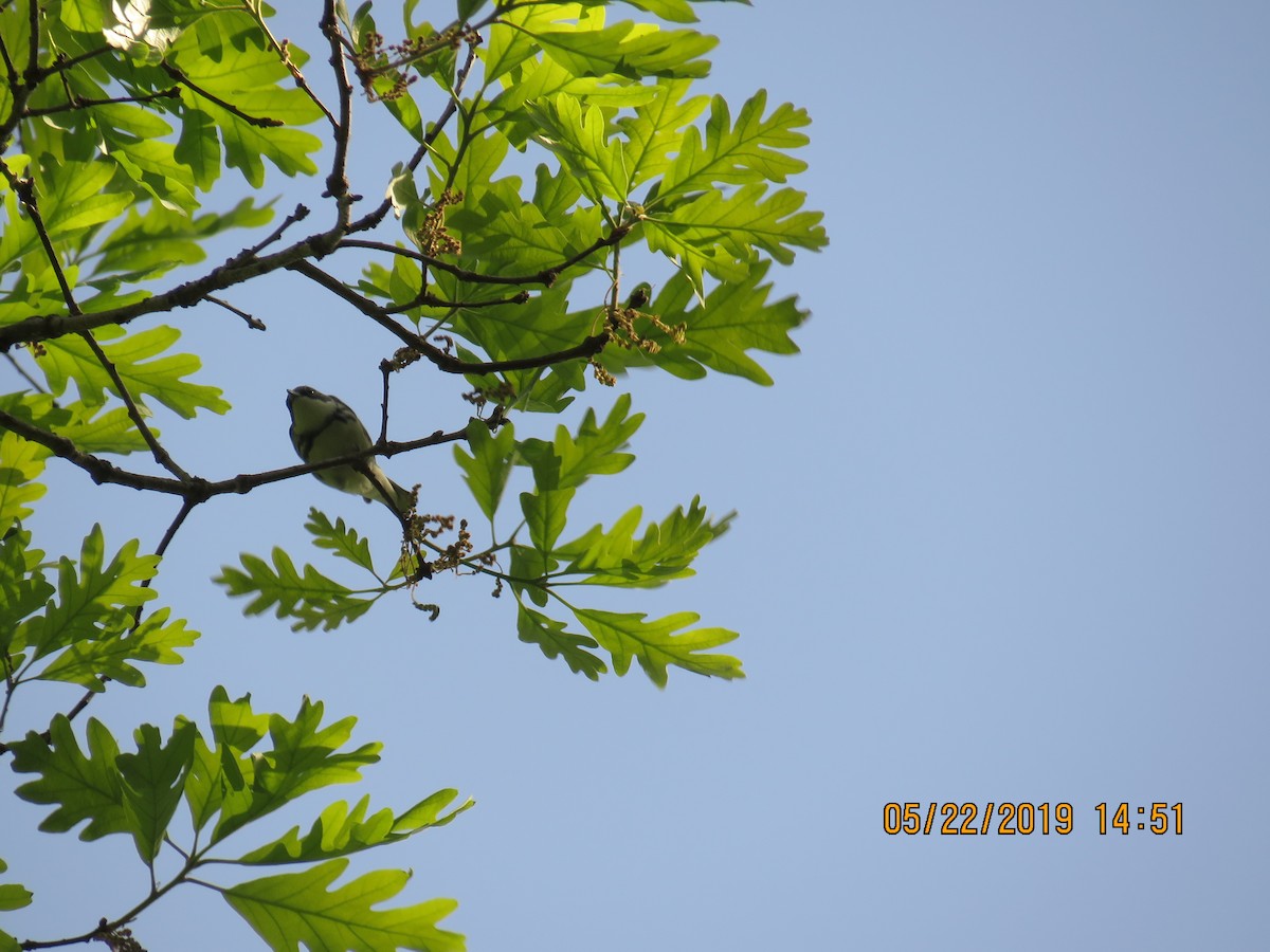 Wisconsin Breeding Bird Atlas Checklist - 22 May 2019 - Wyalusing SP ...