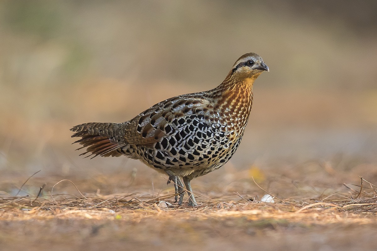 ML160407281 - Mountain Bamboo-Partridge - Macaulay Library