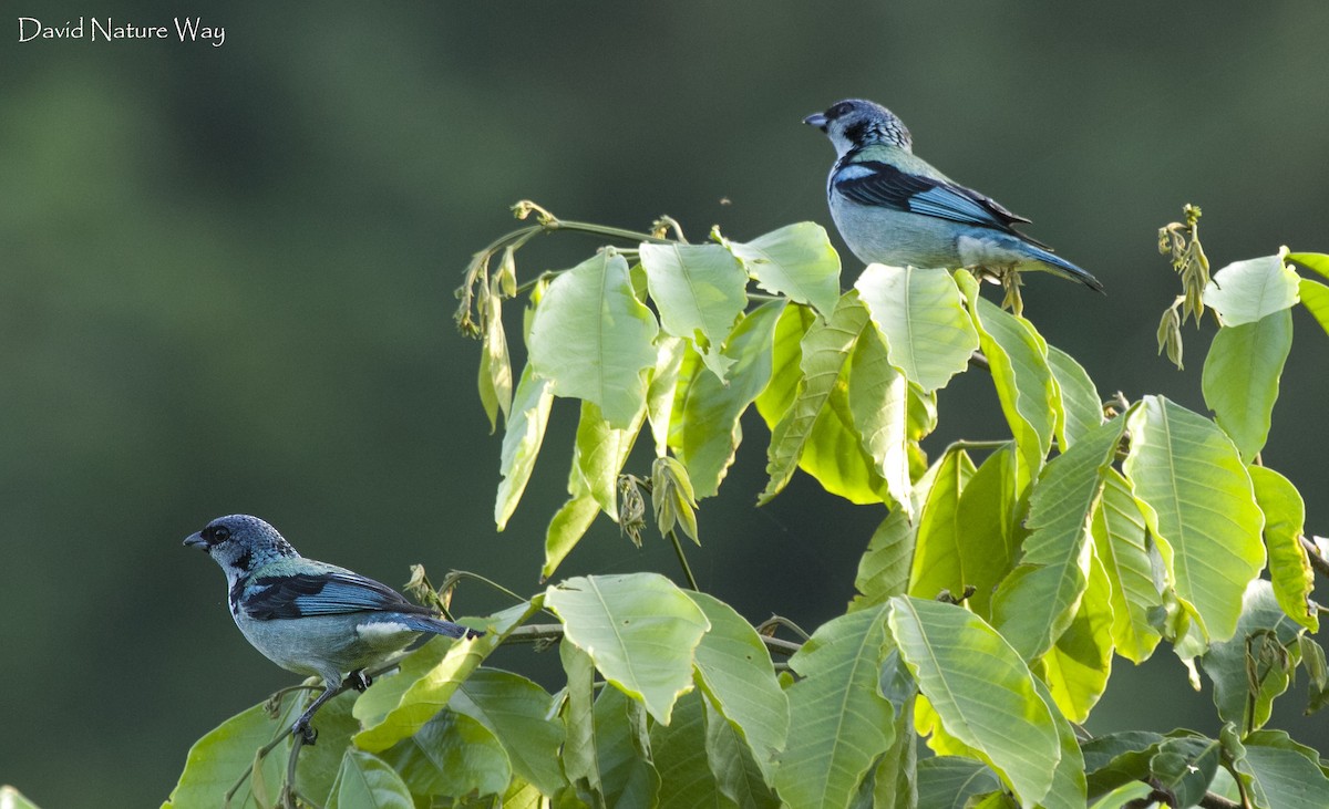 ML161368651 - Azure-rumped Tanager - Macaulay Library
