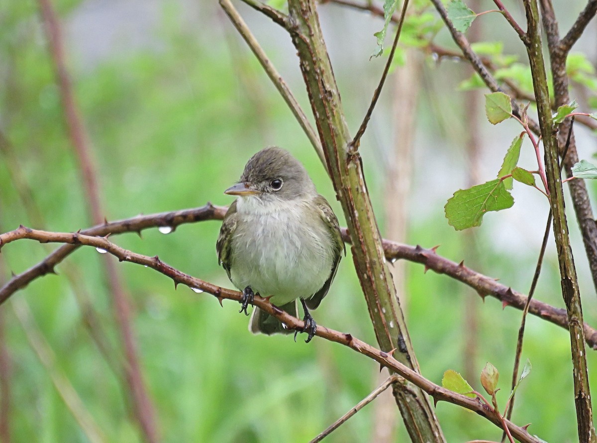 Wisconsin Breeding Bird Atlas Checklist - 27 May 2019 - Sauk Prairie ...