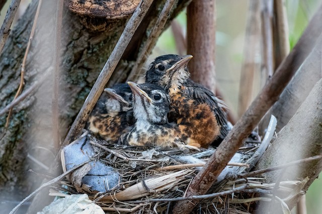 ¿Qué hacer si encuentro un polluelo? - eBird Mexico