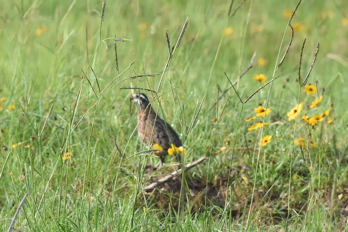 eBird Checklist - 28 May 2019 - Attwater Prairie Chicken NWR (CTC 004 ...