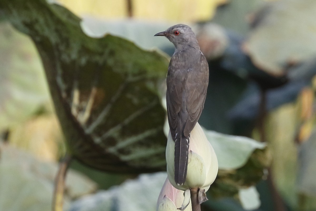 ML161740531 - Plaintive Cuckoo - Macaulay Library