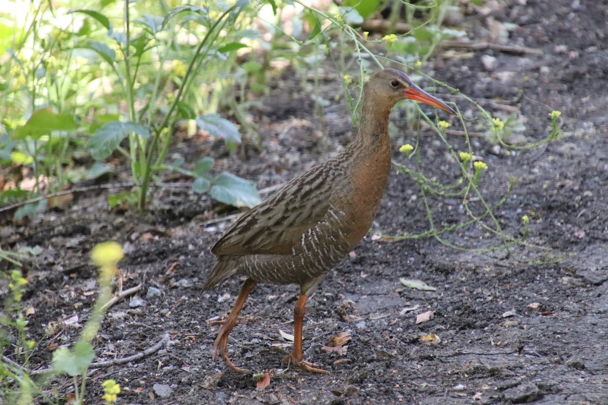 eBird Checklist - 24 May 2019 - Guajome Regional Park - 36 species
