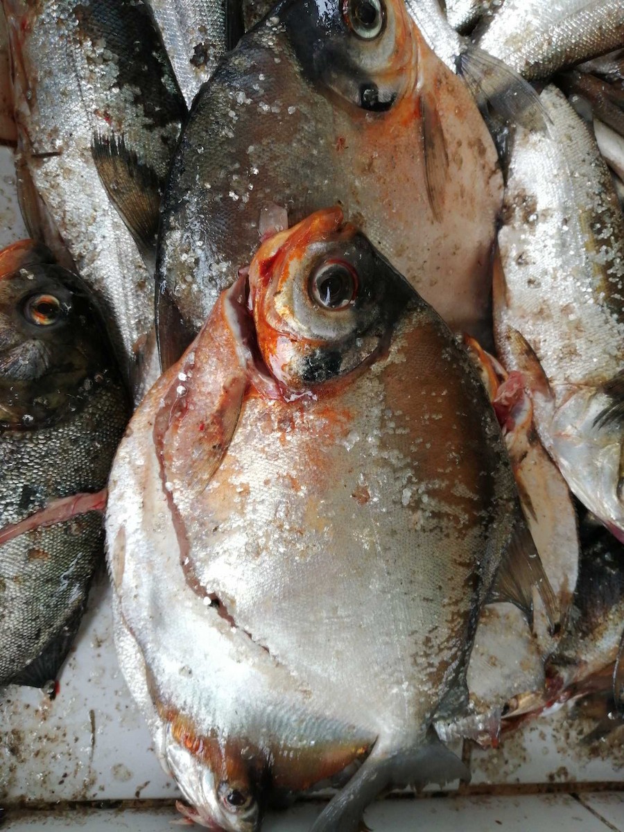 ML161905351 - Palometa - Macaulay Library