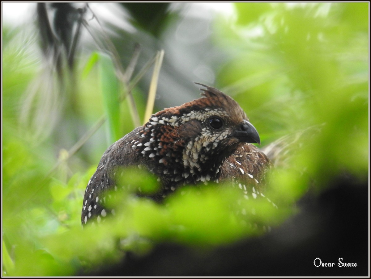eBird Checklist - 1 Jun 2019 - El Zapote, Aldea El Zapote, Siguatepeque ...