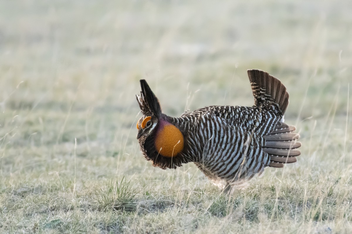 Greater Prairie-Chicken - Tympanuchus cupido - Media Search - Macaulay ...
