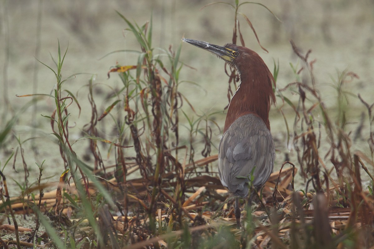 ML162397911 - Rufescent Tiger-Heron - Macaulay Library