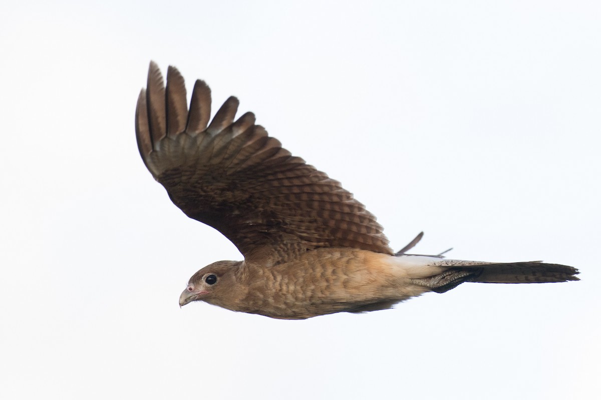 ML162428701 - Chimango Caracara - Macaulay Library