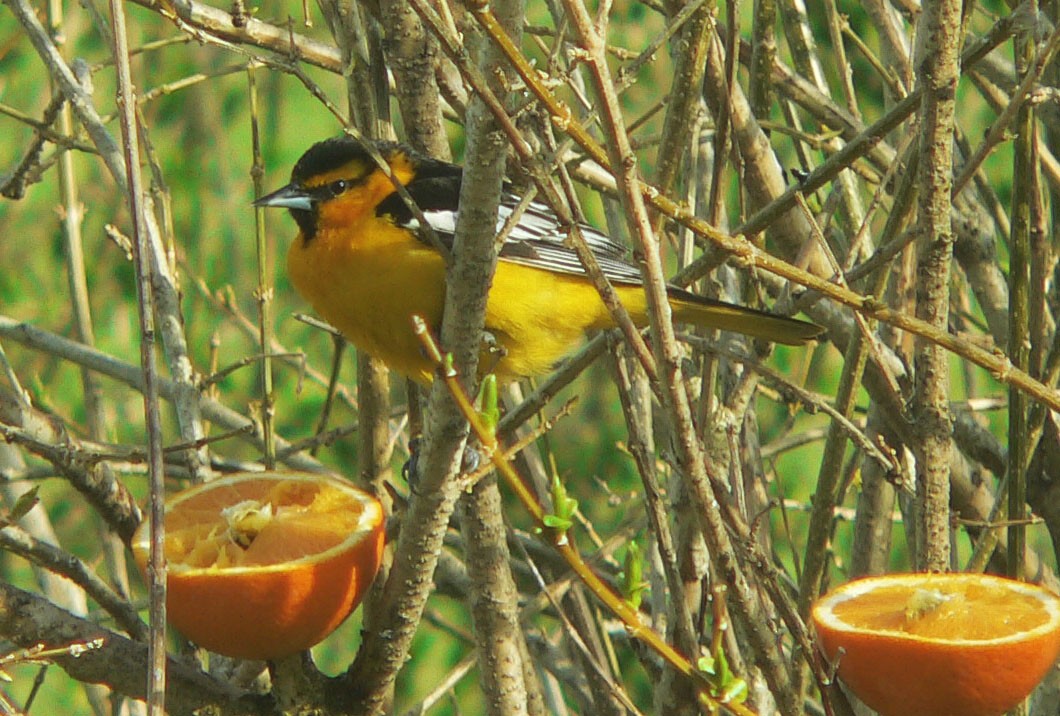 ML162516701 - Bullock's Oriole - Macaulay Library