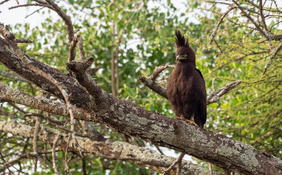Long-crested Eagle - eBird