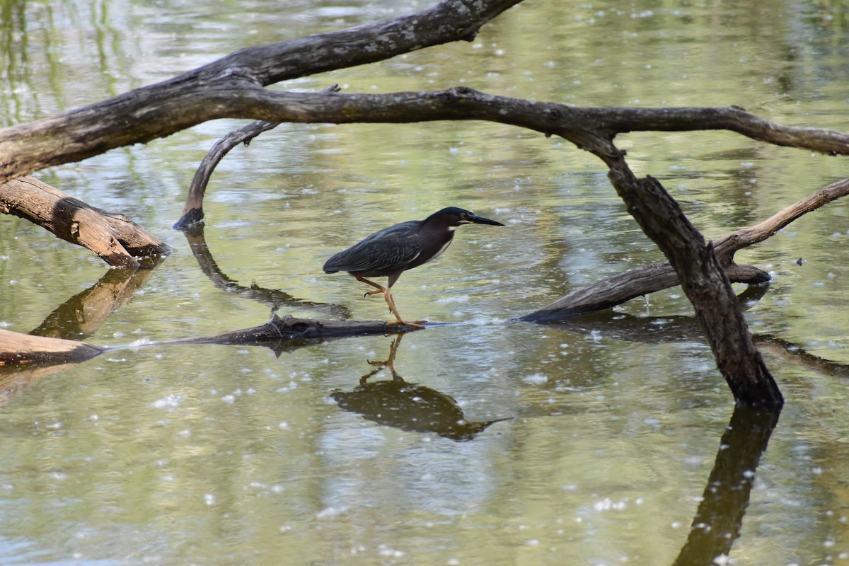 Wisconsin Breeding Bird Atlas Checklist - 6 Jun 2019 - 7310 Longmeadow ...
