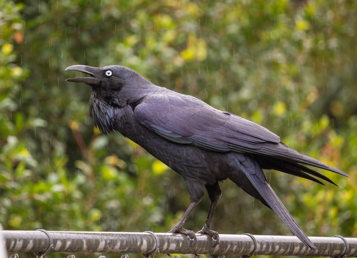 ML163146491 - Australian Raven - Macaulay Library