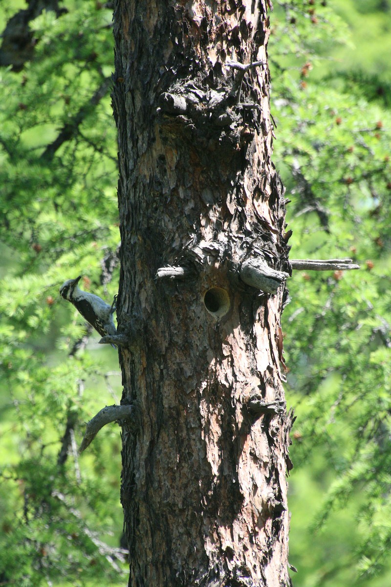 eBird Checklist - 26 Jun 2018 - Taiga sdl. Tolbatschik - 2 species