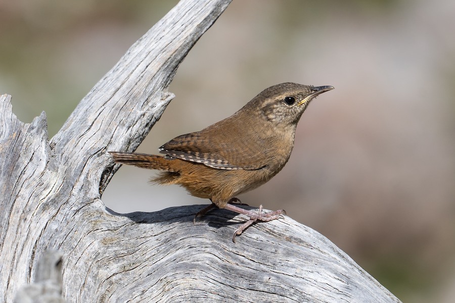 Northern House Wren (Brown-throated) - eBird
