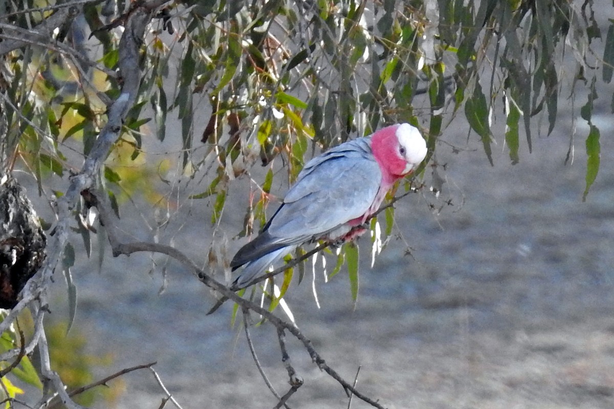 eBird Checklist - 3 Jul 2018 - Googong Dam Reserve--London Bridge - 7 ...