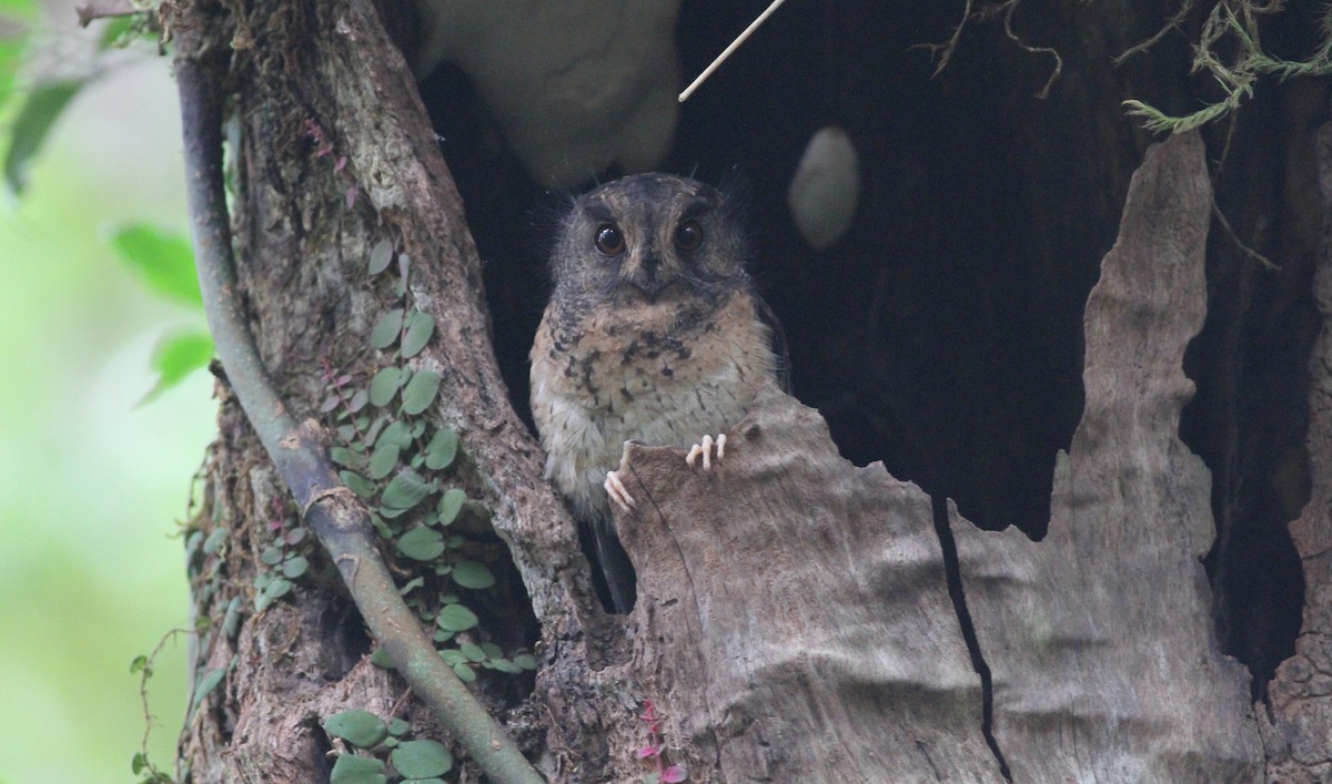 eBird Checklist - 18 Jul 2016 - Karimui - 74 species