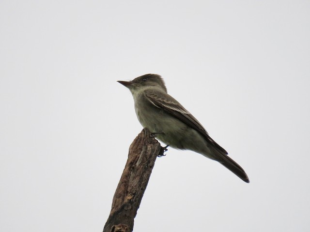 Ola migratoria tardía de Contopus - eBird Nicaragua