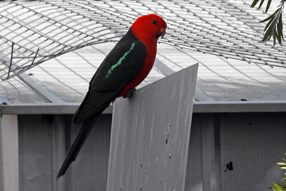 eBird Checklist - 10 Aug 2018 - Macarthur ACT yd - 2 species