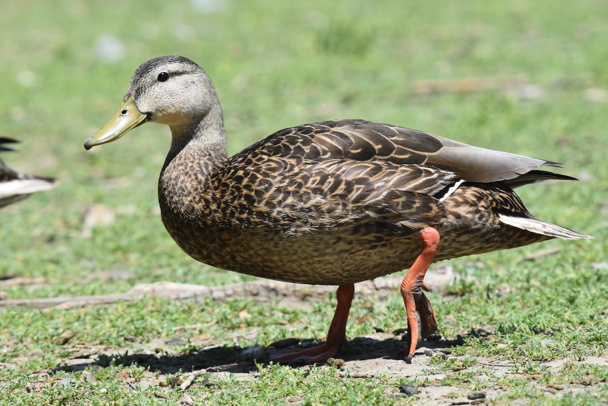 ML163800851 - Mexican Duck - Macaulay Library