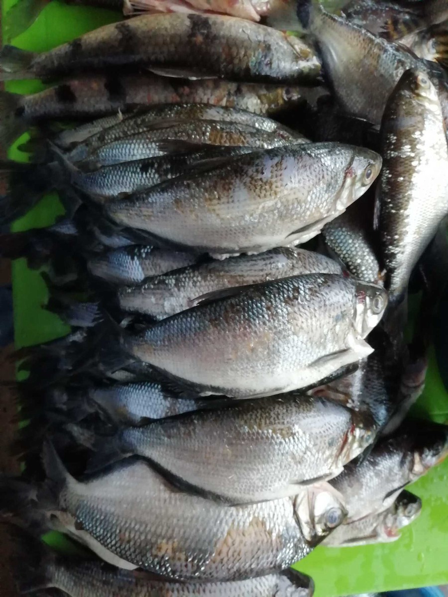 ML163854101 - Fish sp. - Macaulay Library