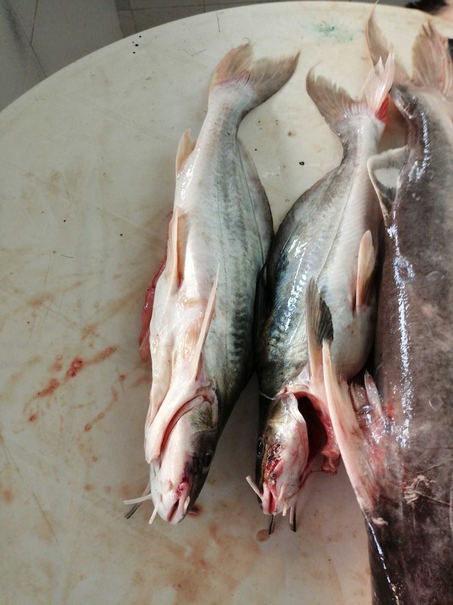 ML164112051 - Fish sp. - Macaulay Library