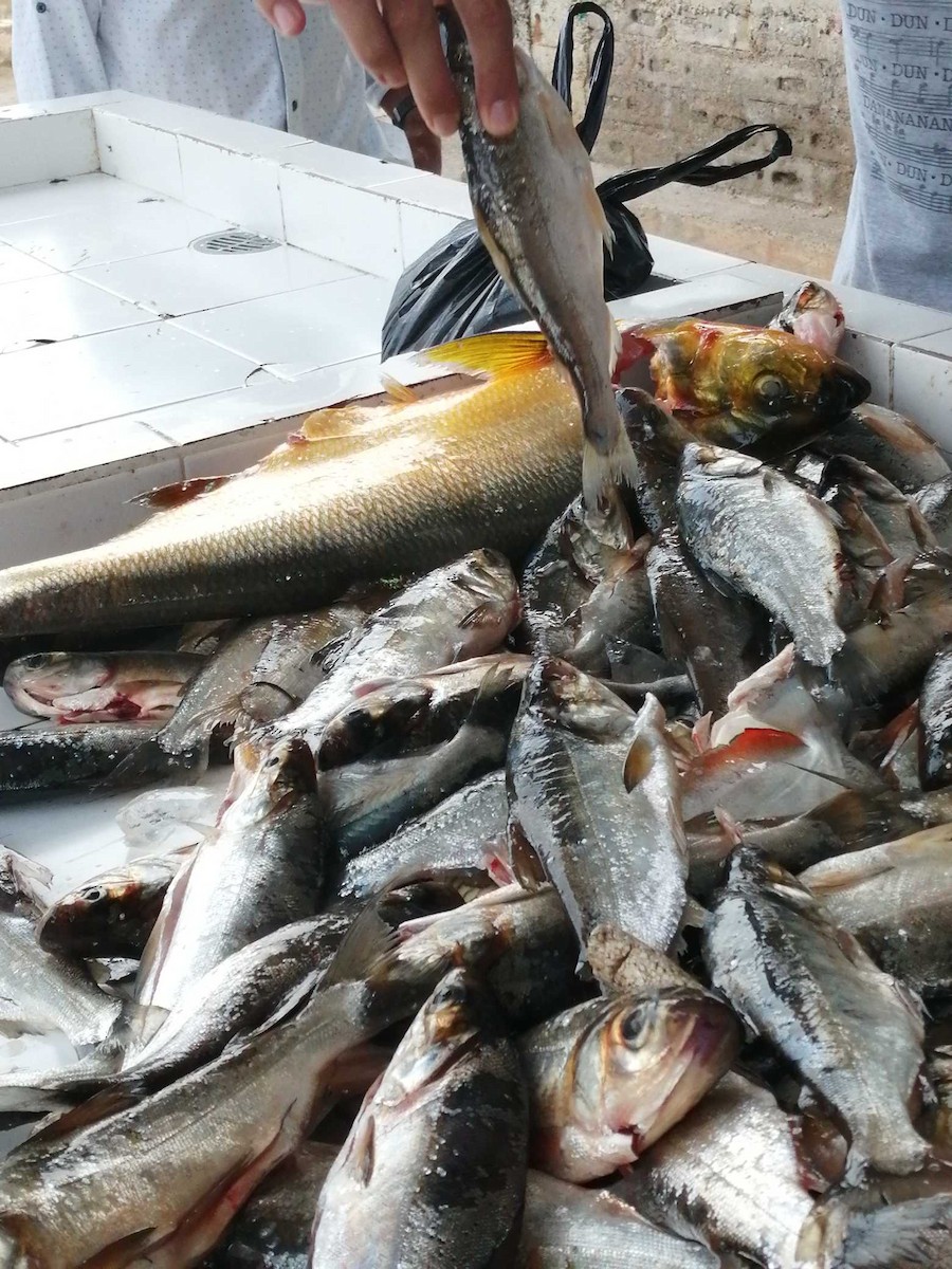 ML164113611 - Fish sp. - Macaulay Library