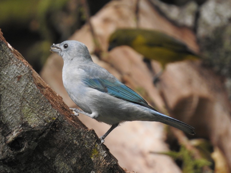 Thraupis sp. - eBird
