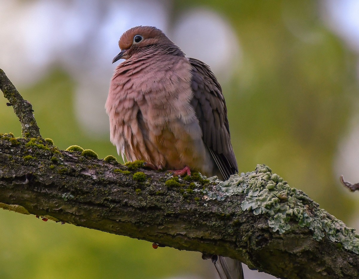 eBird Checklist - 15 Jun 2019 - William H. Kain County Park--Lake ...