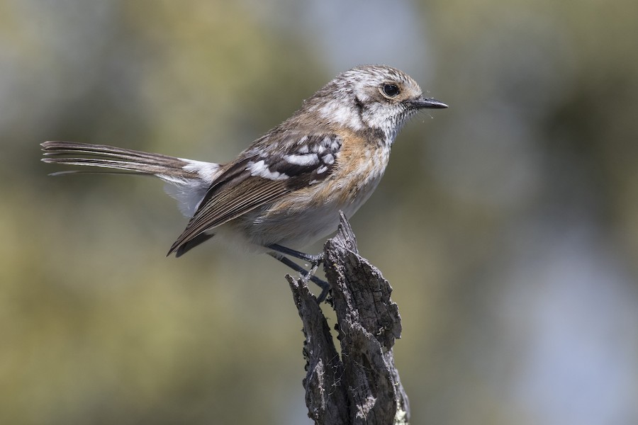 Hawaii Elepaio (Mauna Kea) - eBird