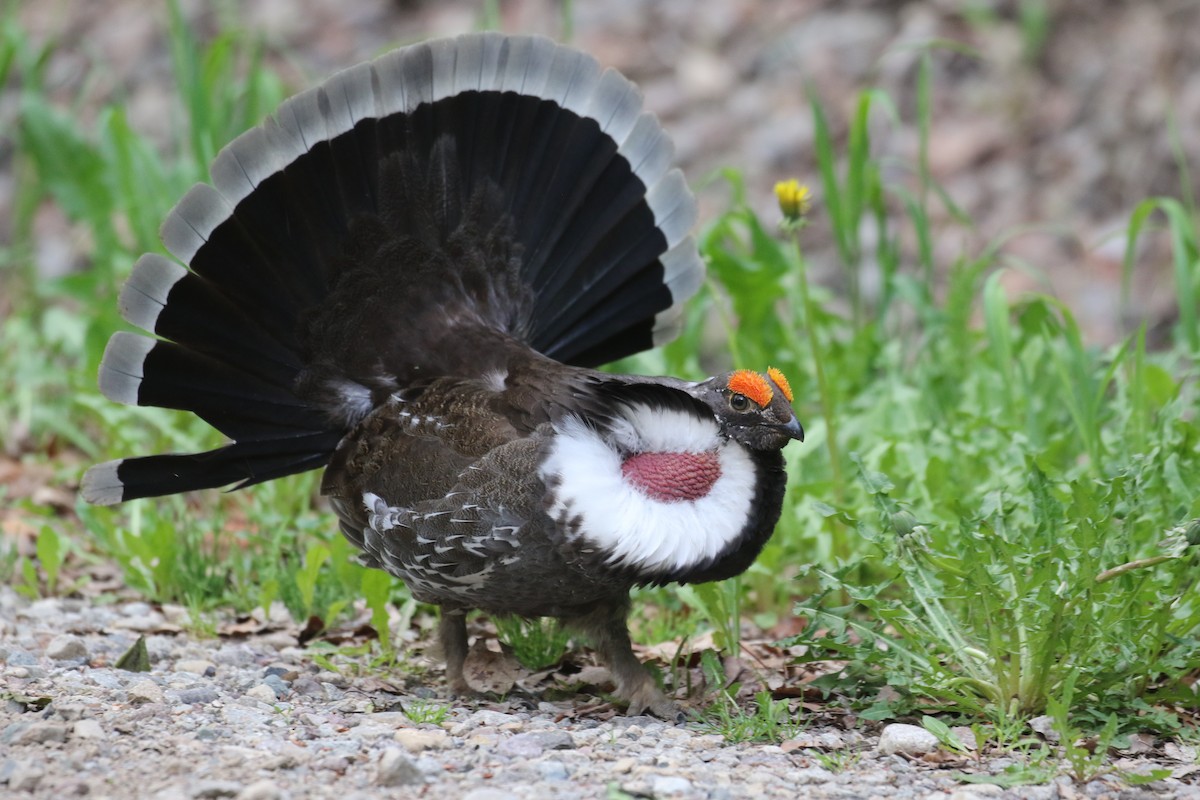 ML165527671 - Dusky Grouse - Macaulay Library