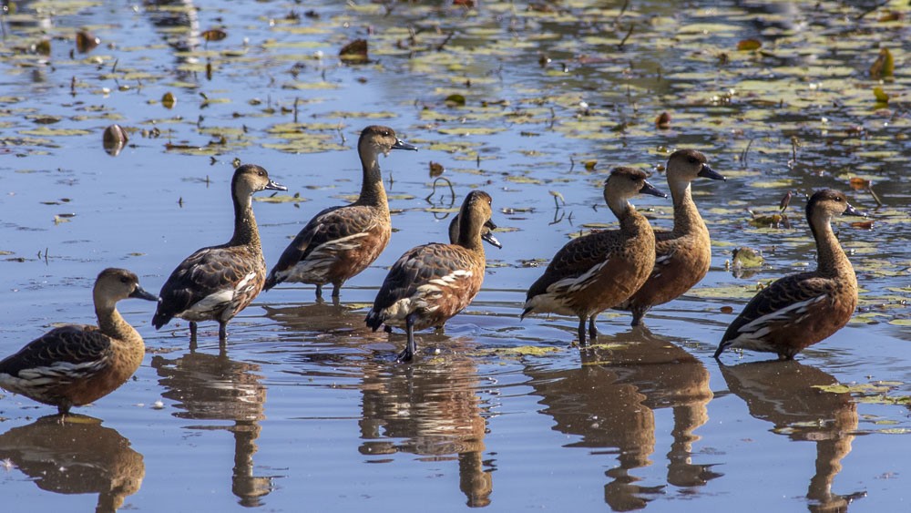 eBird Checklist - 24 Jun 2019 - Dowse Lagoon (Sandgate) - 60 species