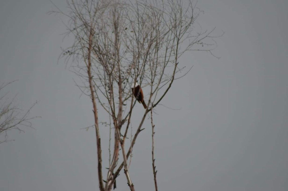 eBird Checklist - 24 Jun 2019 - Doka Estate Coffee Tour - 1 species