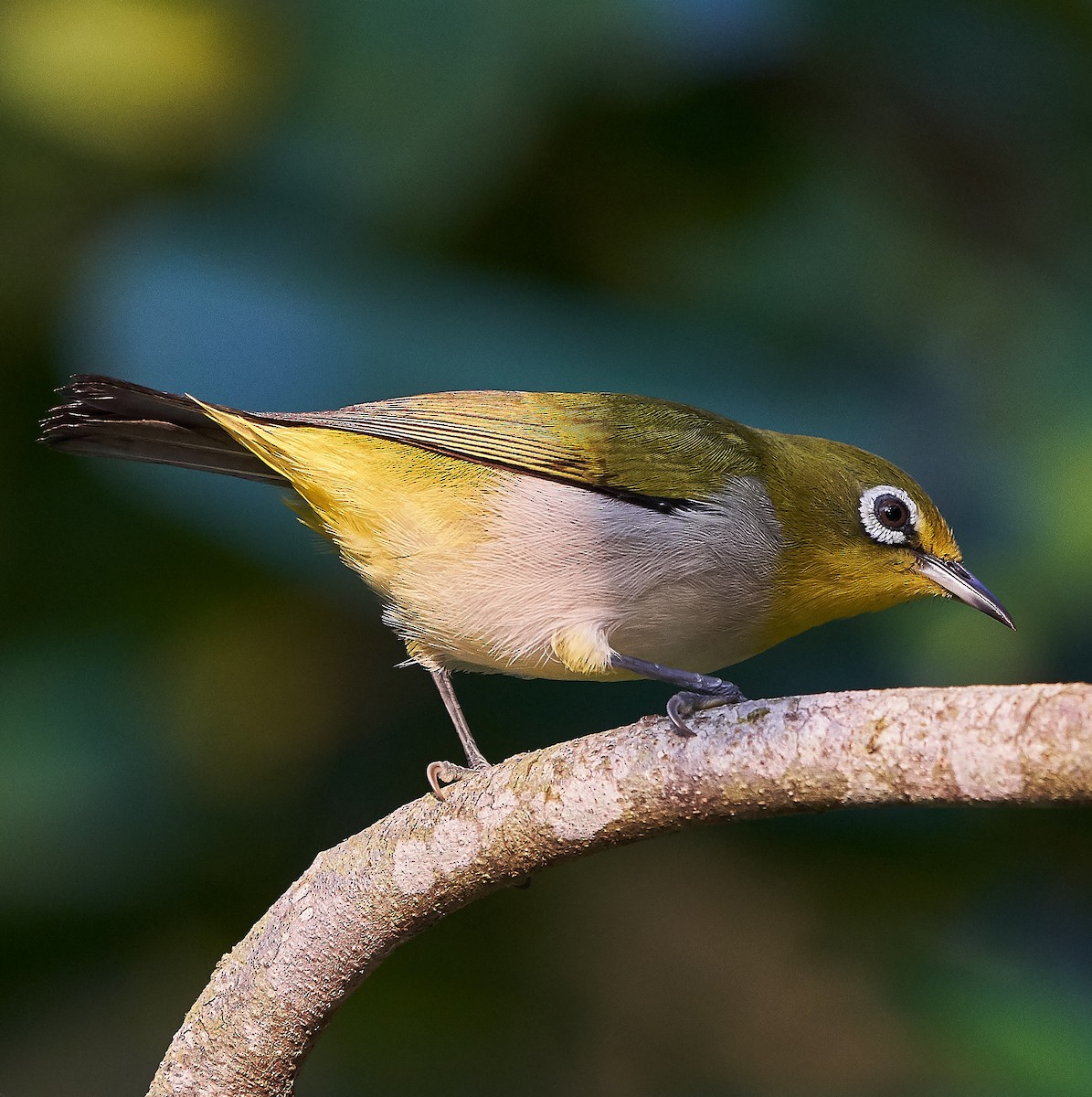 ML165834181 - Swinhoe's White-eye - Macaulay Library