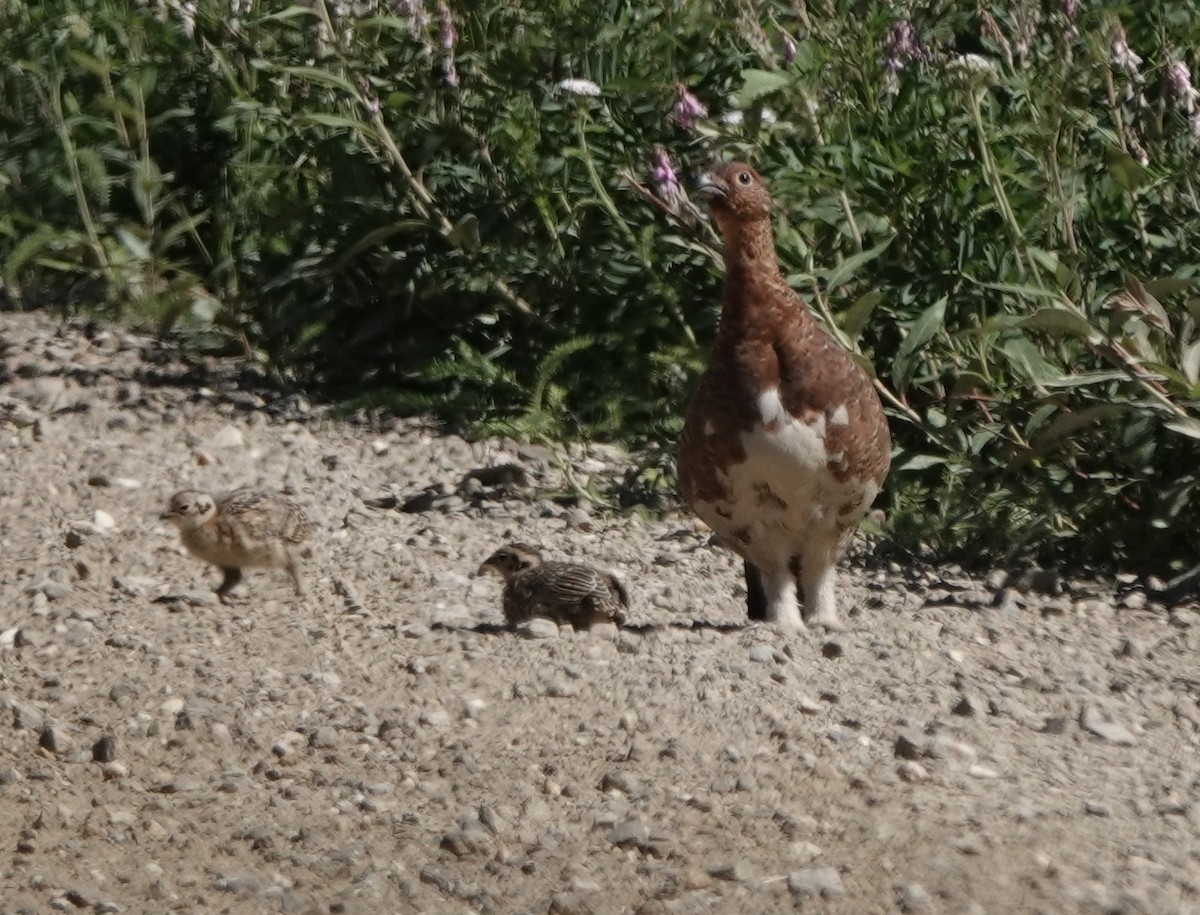 eBird Checklist - 26 Jun 2019 - (65.4142,-145.5964) - 1 species