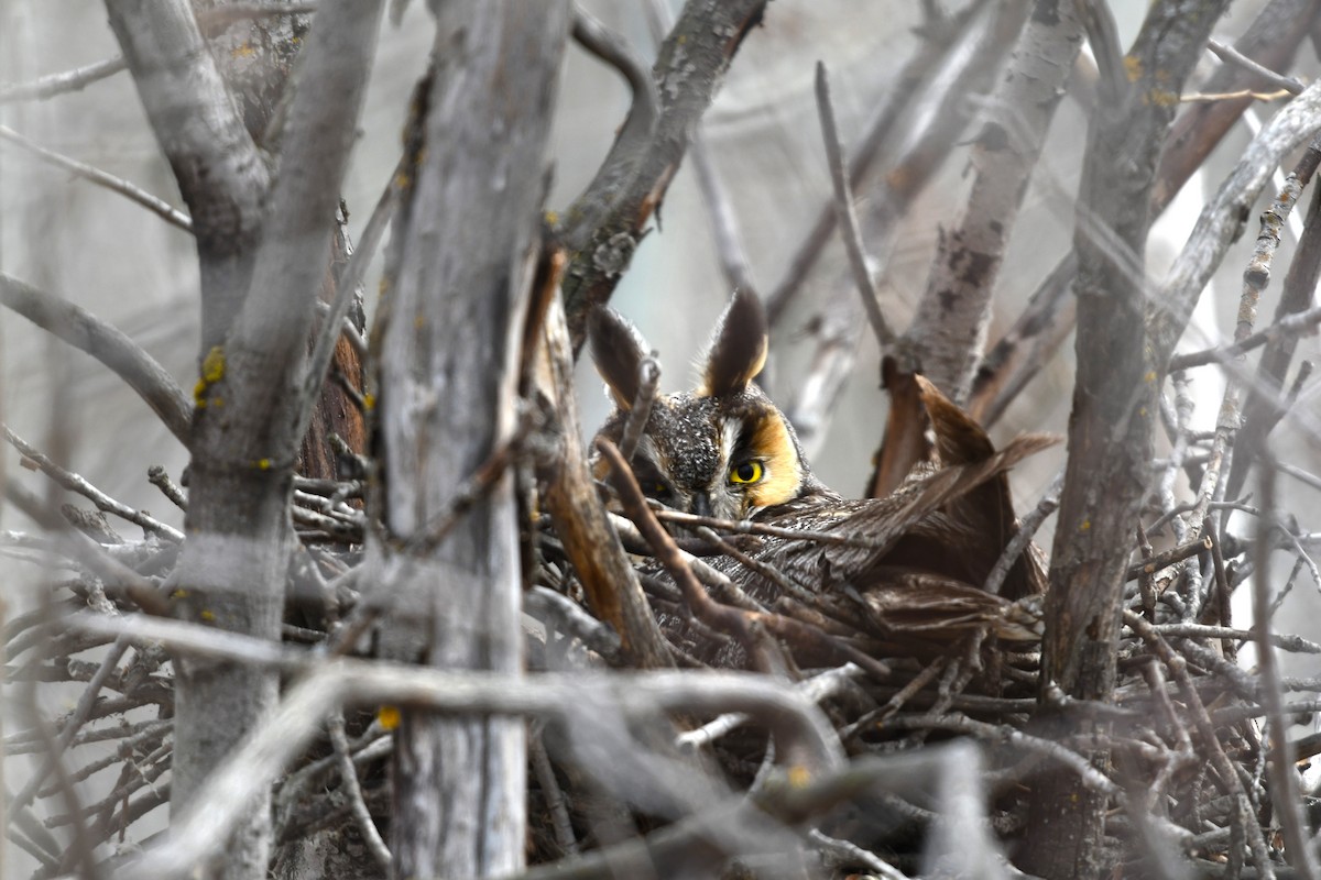 ML166163761 - Long-eared Owl - Macaulay Library
