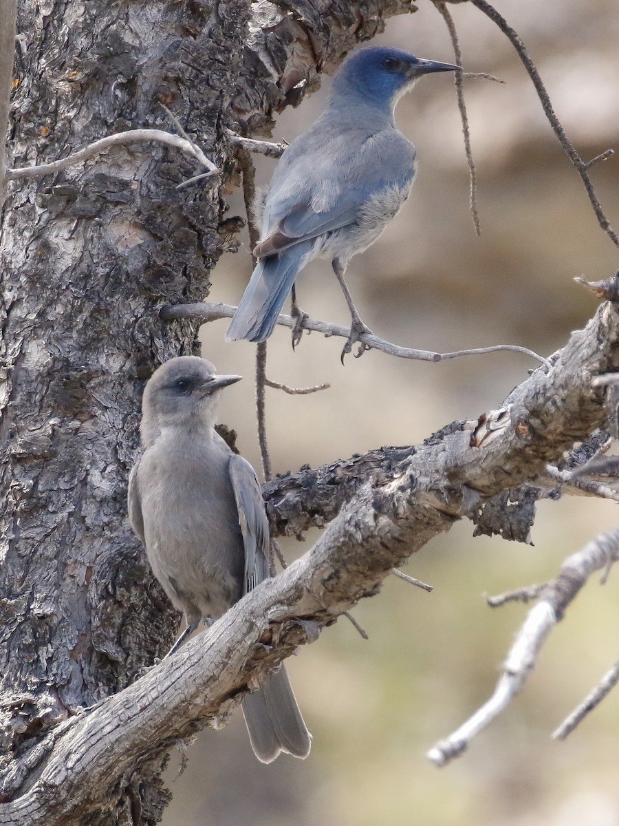 ML166169581 - Pinyon Jay - Macaulay Library