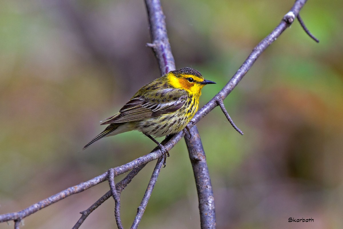 eBird Checklist - 12 Jun 2019 - Prince Albert NP--Narrows Road - 30 species