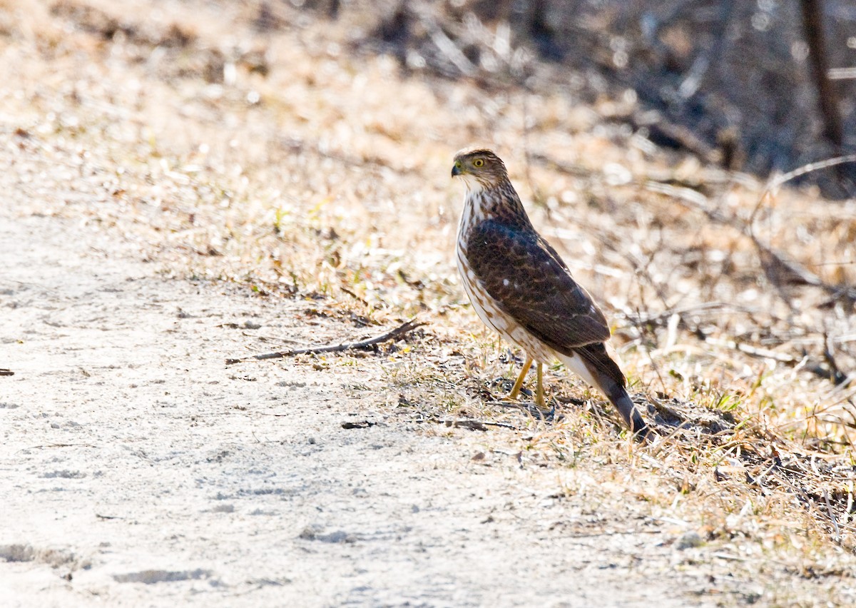ML166310321 - Cooper's Hawk - Macaulay Library