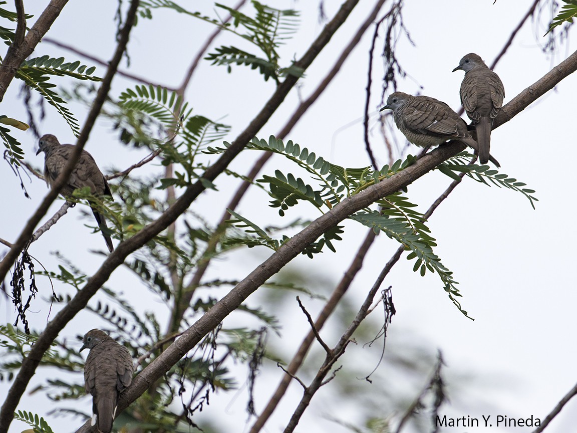 eBird Checklist - 23 May 2019 - Cagayancillo Island - 21 species