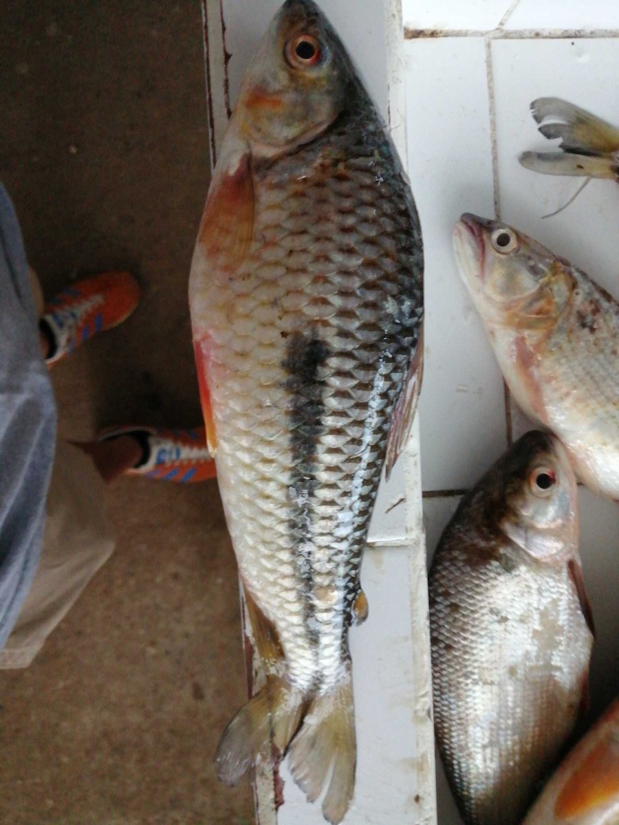 ML166629361 - Fish sp. - Macaulay Library