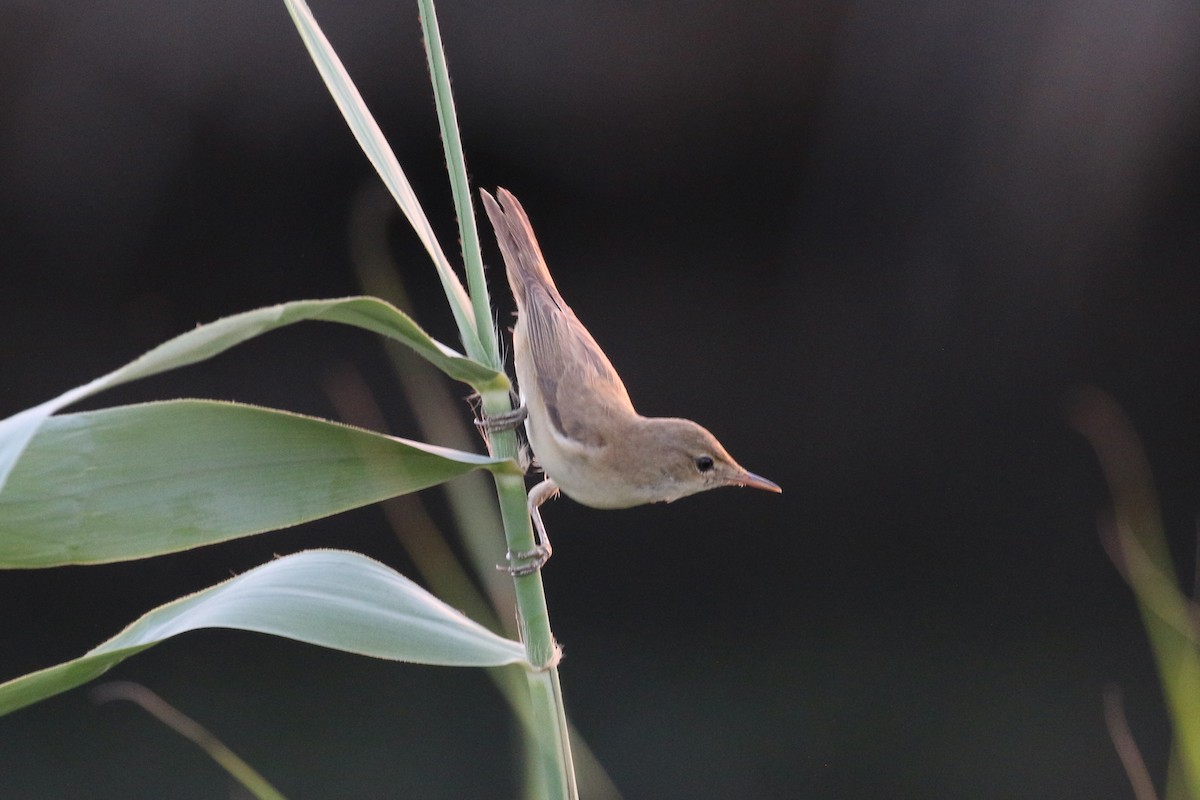 ML166662781 - Common Reed Warbler - Macaulay Library
