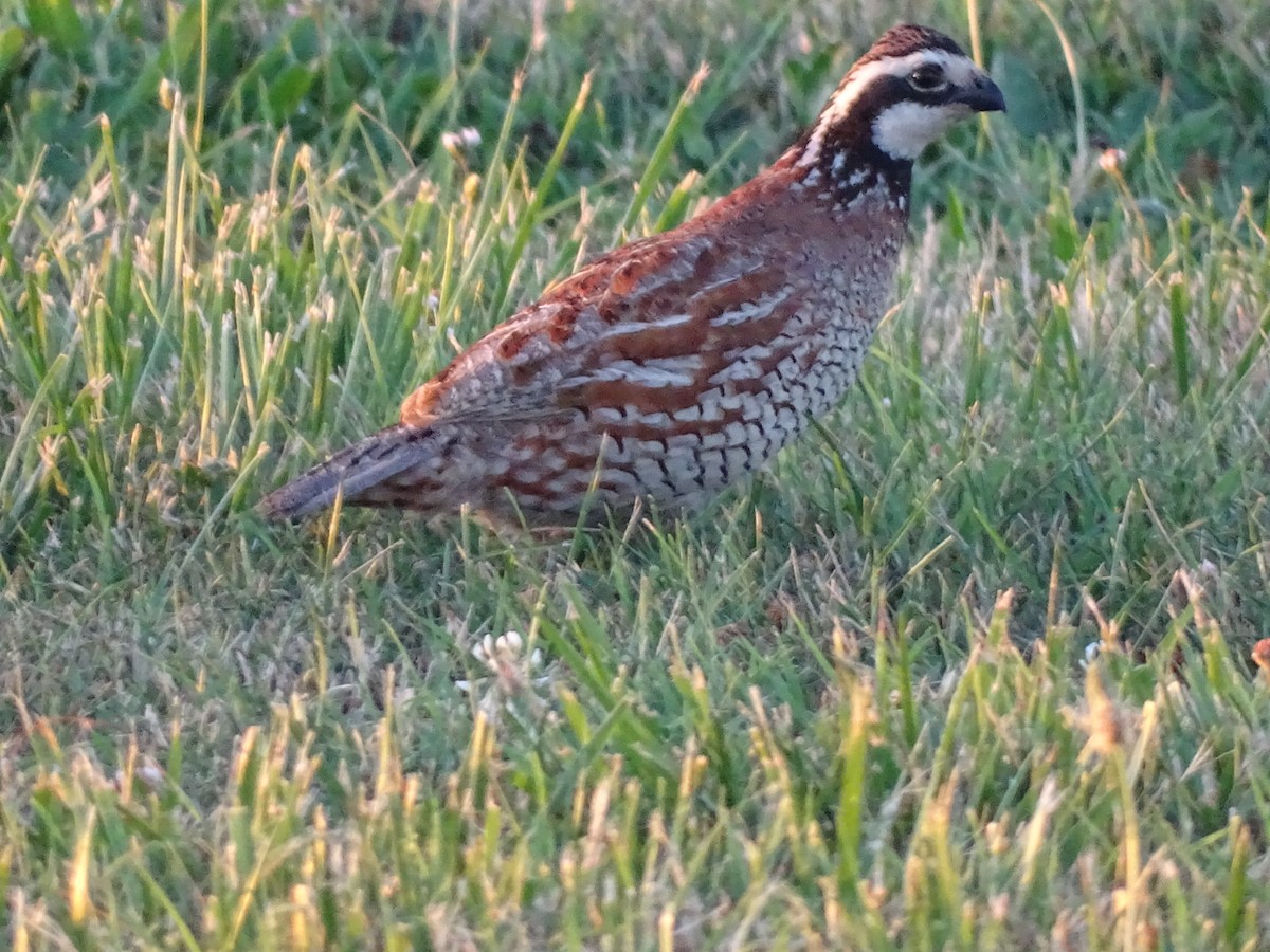 Virginia Breeding Bird Atlas Checklist - 1 Jul 2019 - Rappahannock ...