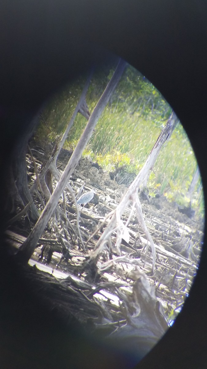 eBird Checklist - 26 Jun 2019 - Tsunami damaged mangroves, Biak - 12 ...