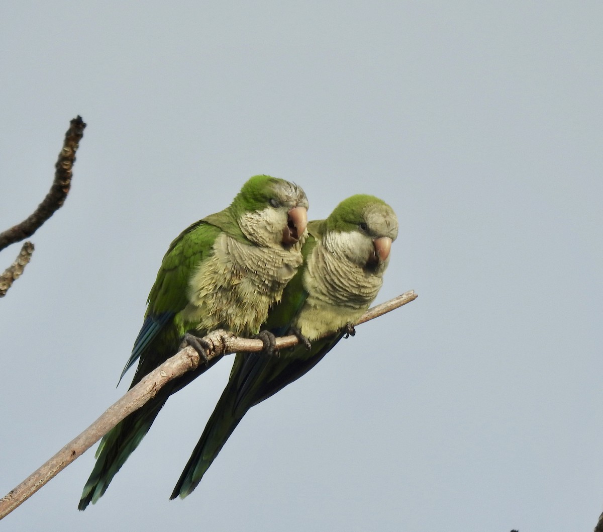 ML167511621 - Monk Parakeet - Macaulay Library
