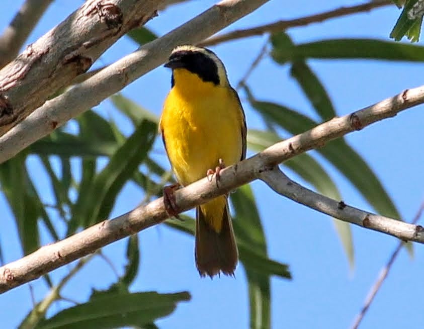 Common Yellowthroat (melanops Group) - eBird