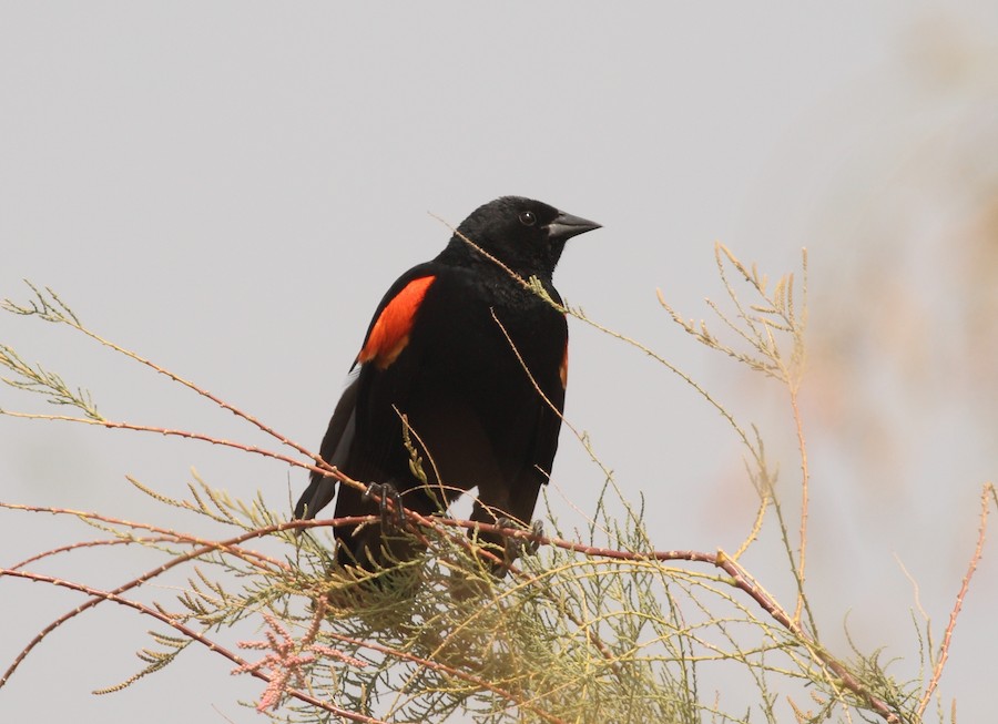 Red-winged Blackbird (Mexican Bicoloured) - eBird