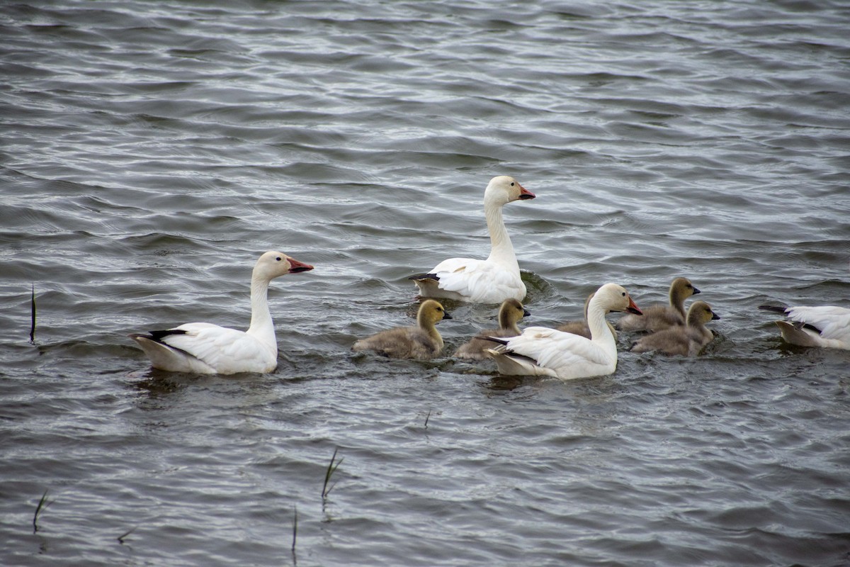 eBird Checklist - 5 Jul 2019 - Bird Nest monitoring plots 21 - 23 species