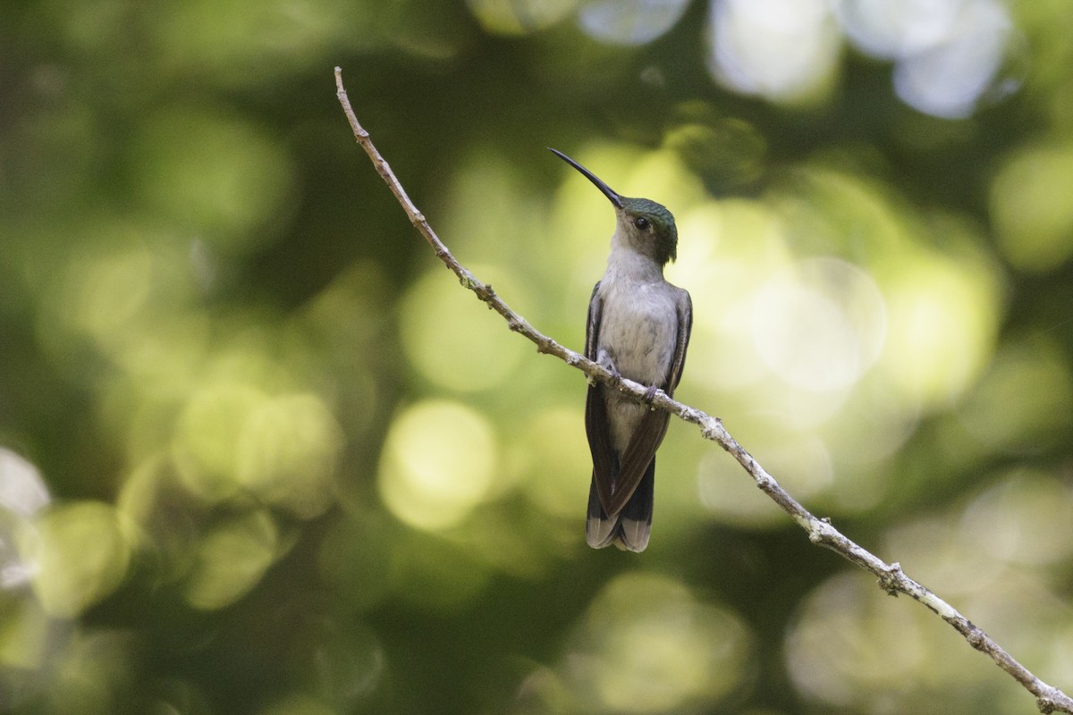 ML167920671 - Gray-breasted Sabrewing (obscurus) - Macaulay Library
