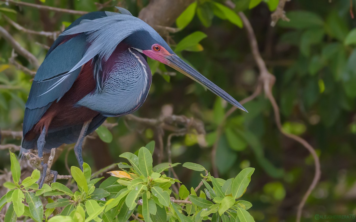 ML168102921 - Agami Heron - Macaulay Library